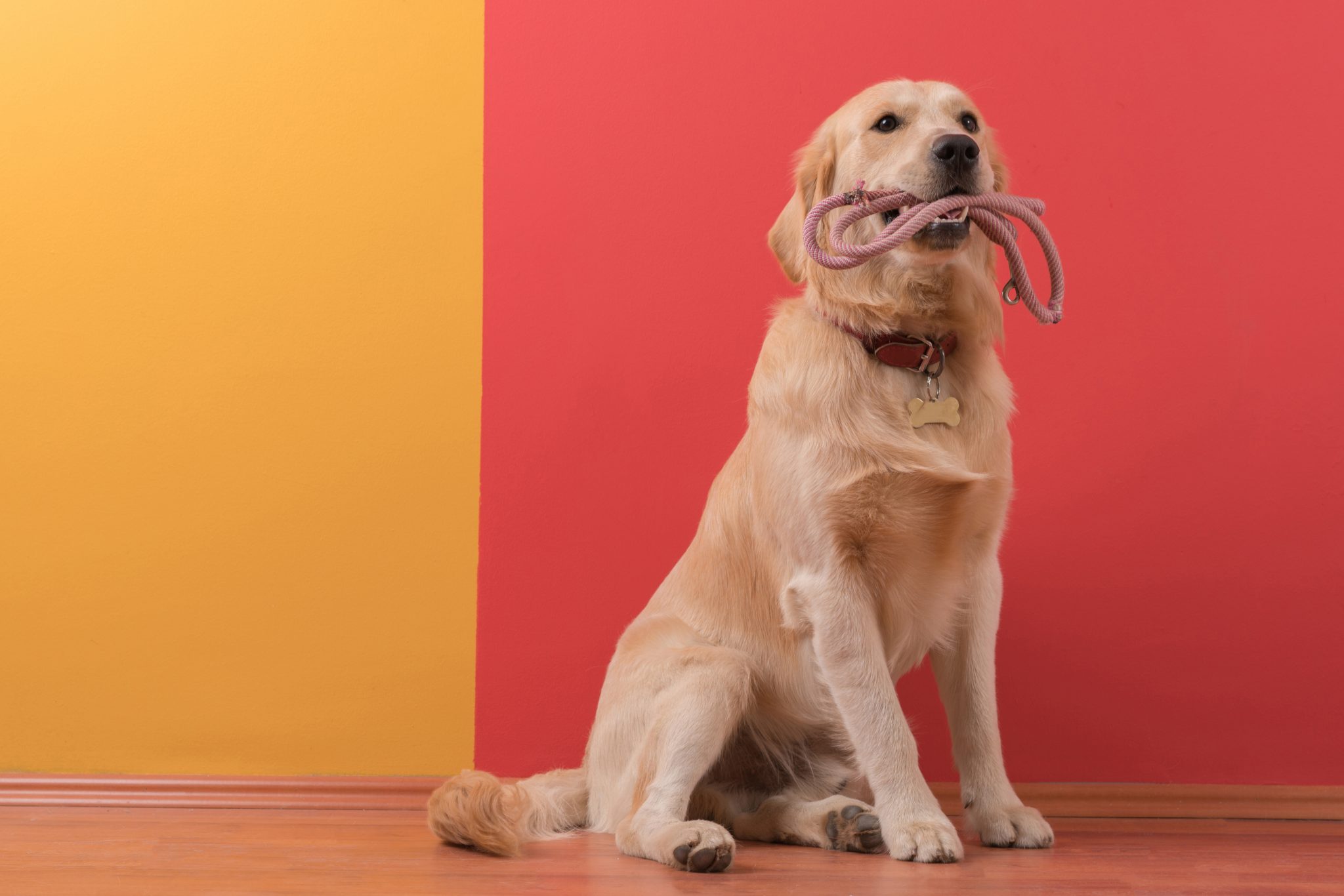 Should You Adopt A Pet With Someone You re Dating Shilow Veterinary 
