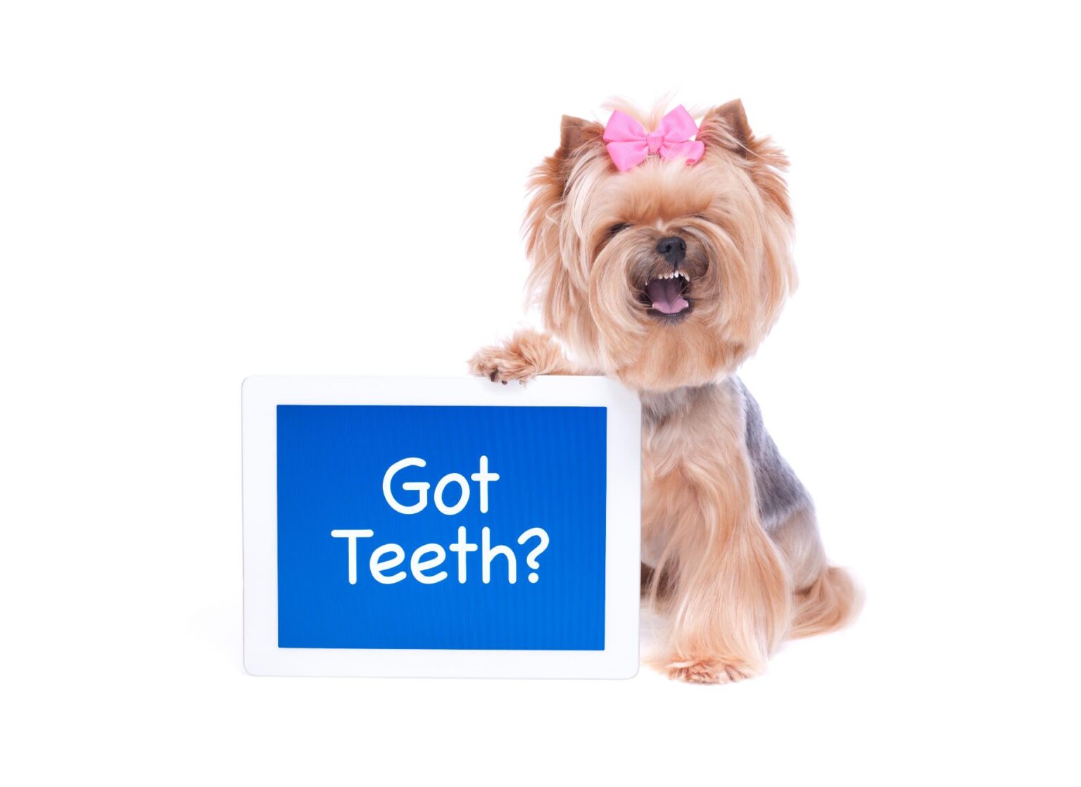 How to Care for a Toothless Dog or Cat | Veterinary Blog for Los ...