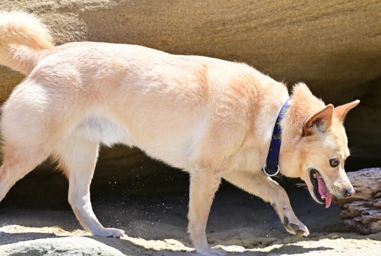 Understanding Short Spine Syndrome | Shiloh Animal Hospital ...