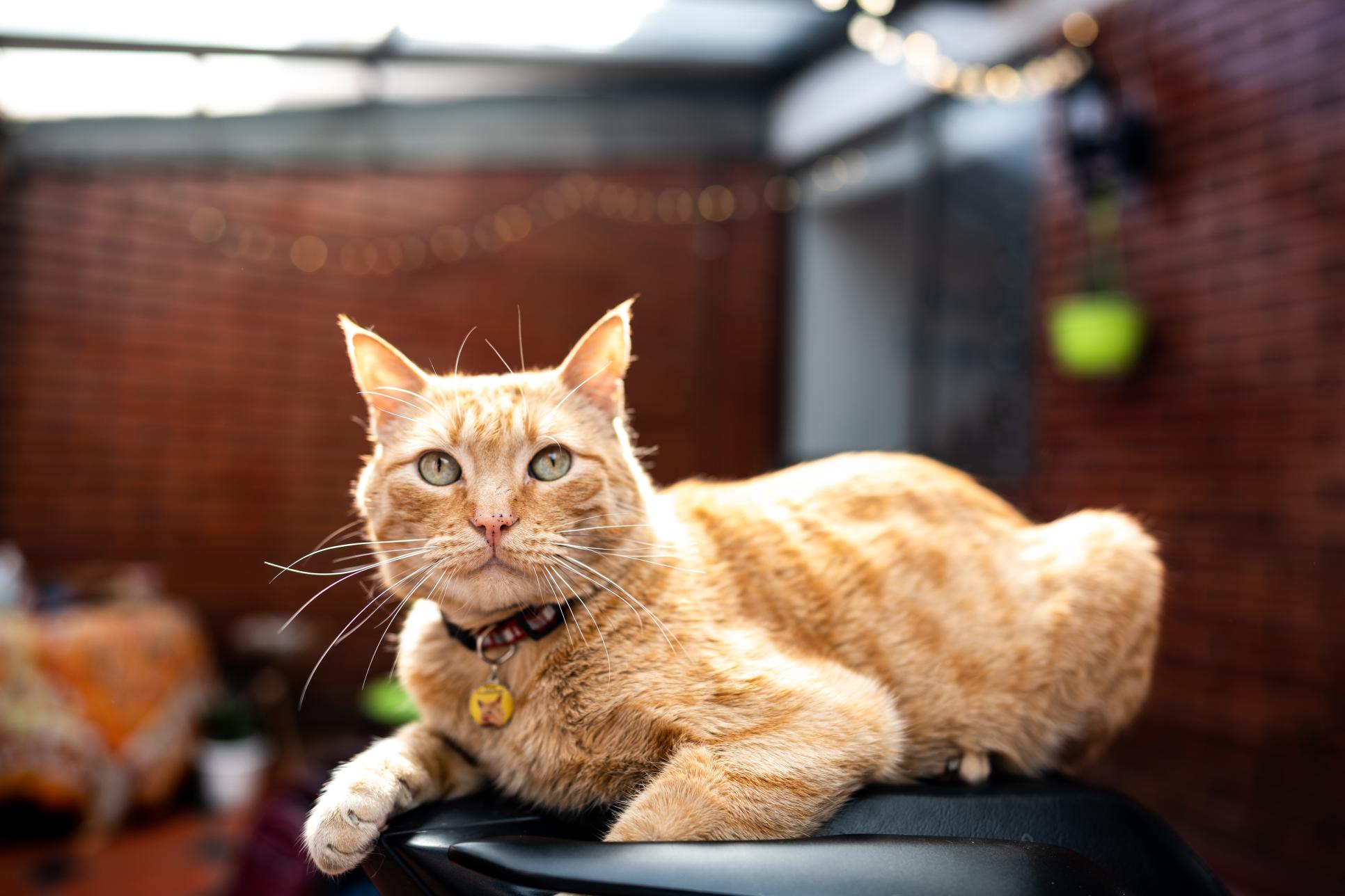 How Wearable Gadgets Are Revolutionizing Animal Healthcare | Shiloh ...