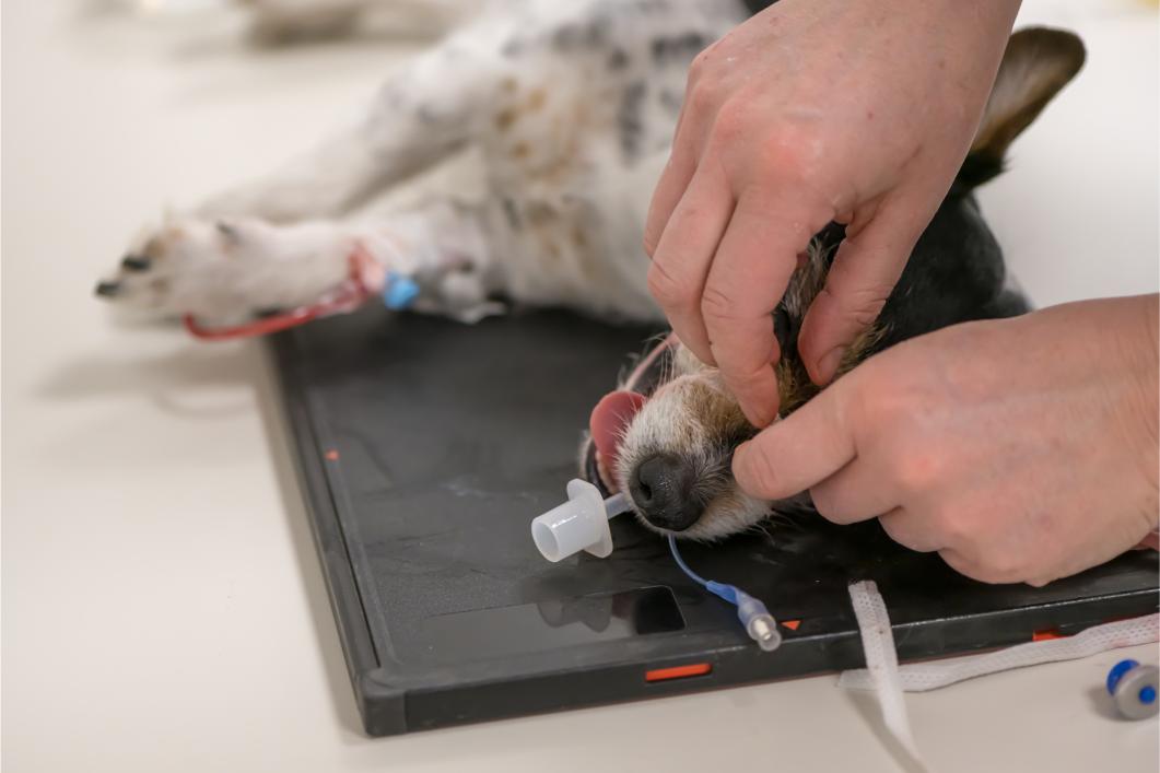 How Laparoscopic Surgery Helps Pets Heal Quicker | Shiloh Veterinary ...