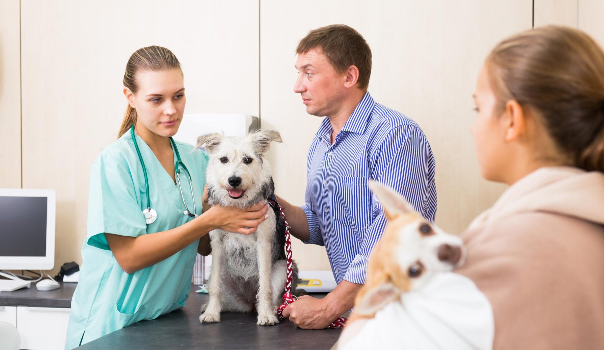"Kick Off 2026 with a Happier, Healthier Pet| Shiloh Veterinary ...
